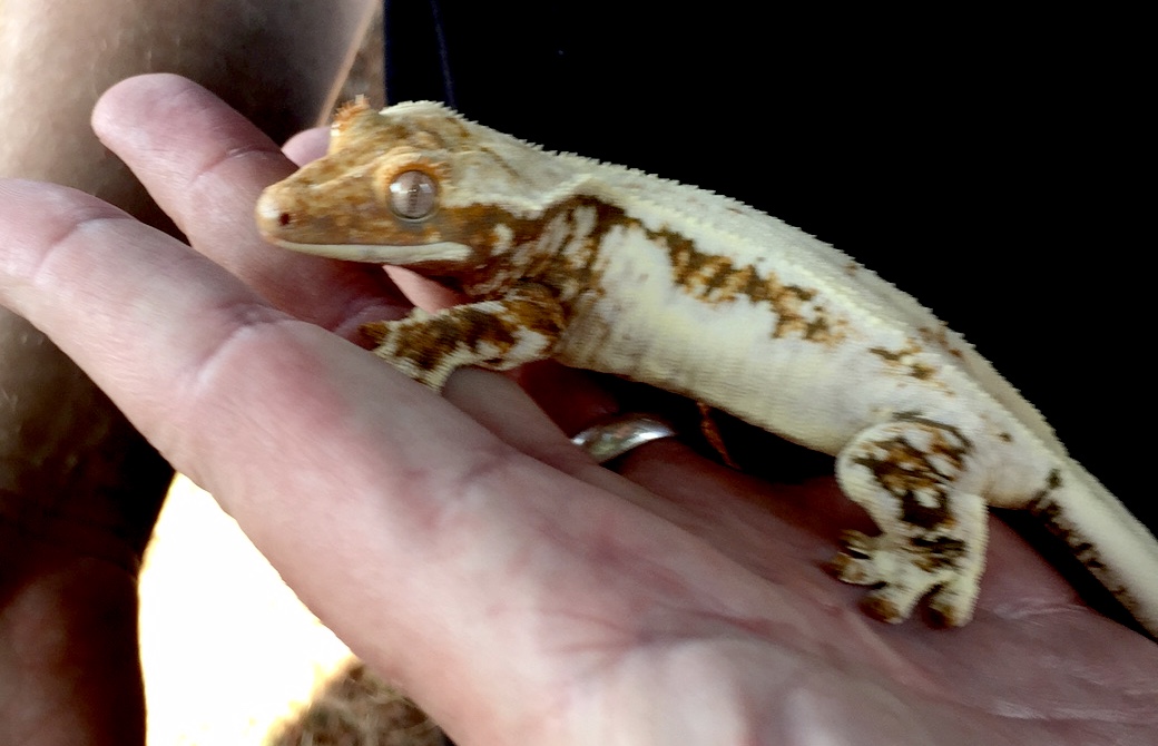 White Crested Gecko